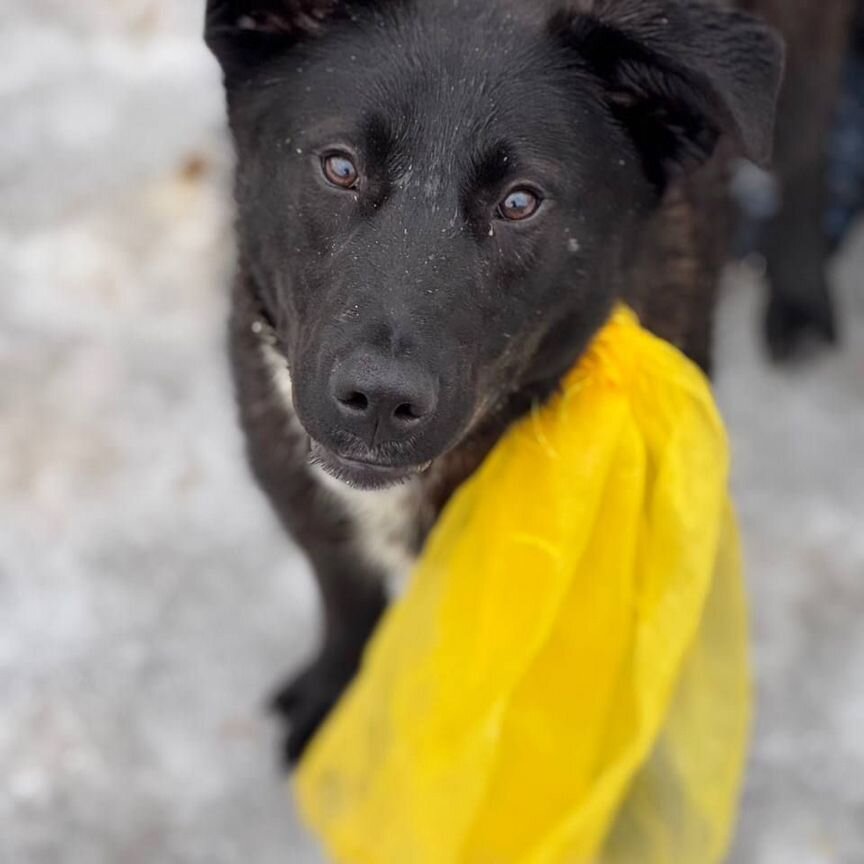 Маффин в добрую семью