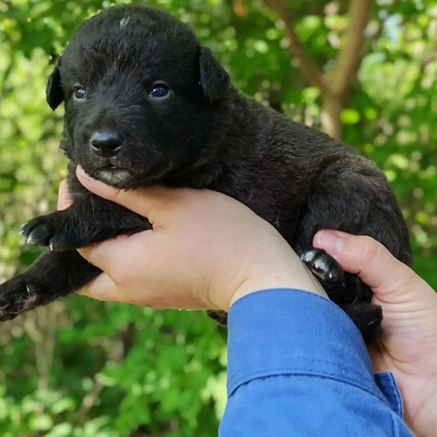 Щенок в добрые руки