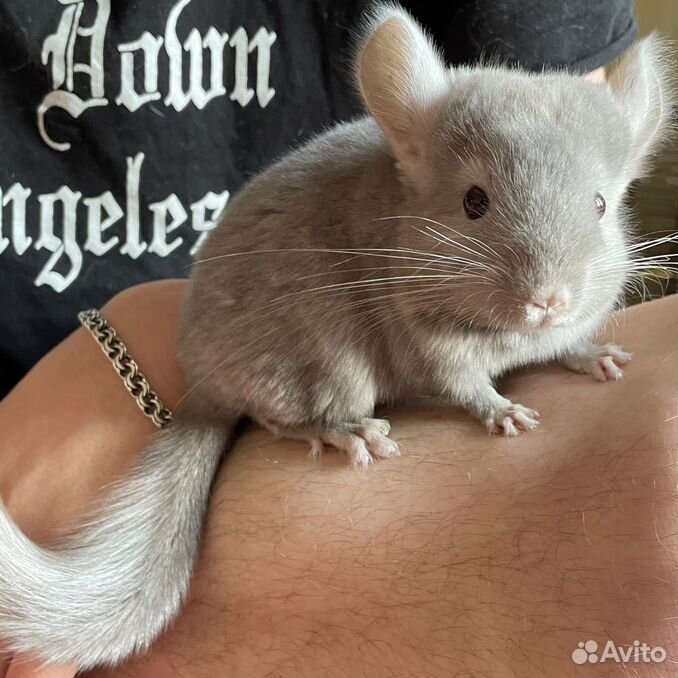 Ручная шиншилла 3 месяца