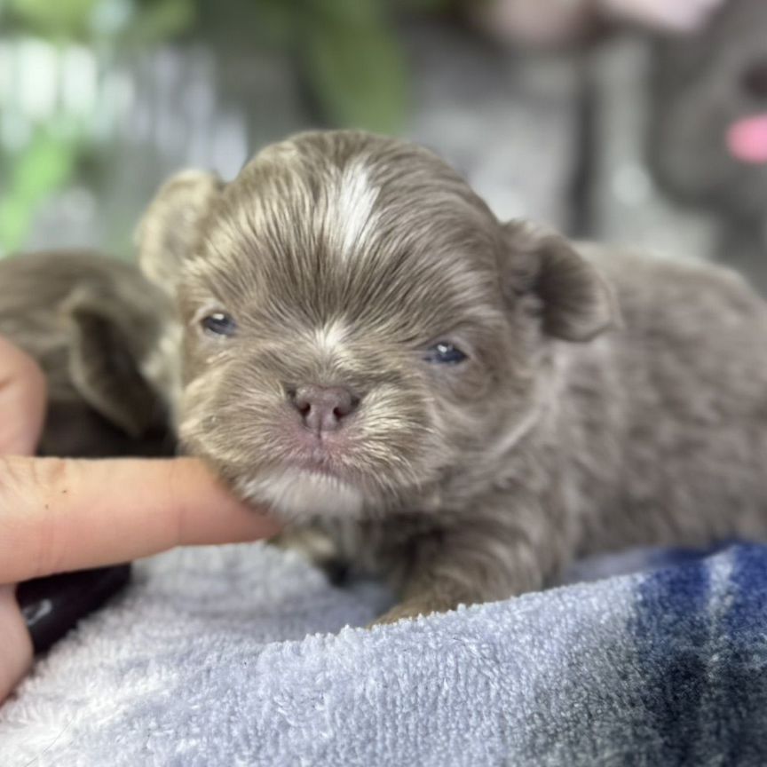 Шикарные мальчики Чихуахуа