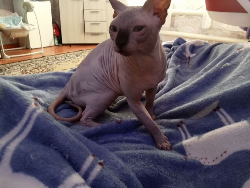 Донской сфинкс