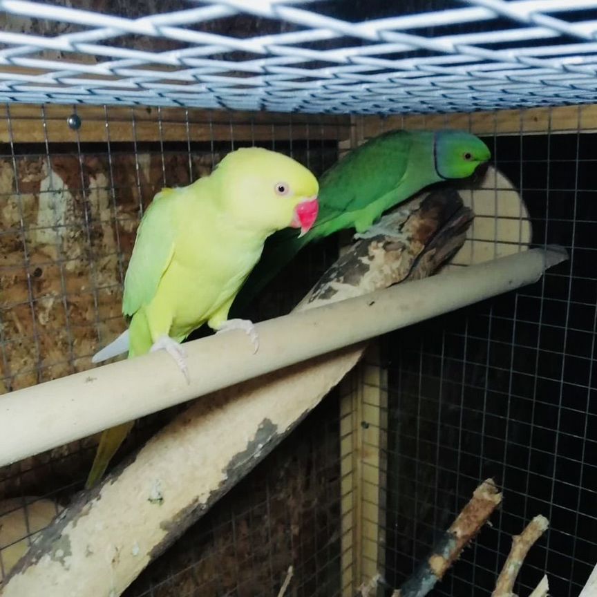 Ожереловые попугаи пара