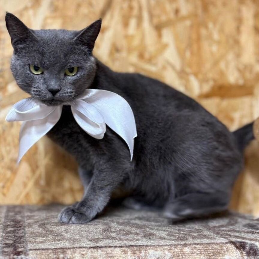 Эта кошечка само мурлычащее очарование