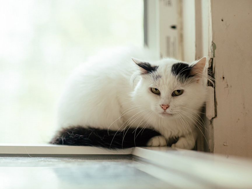 Кошечка Глория ищет дом