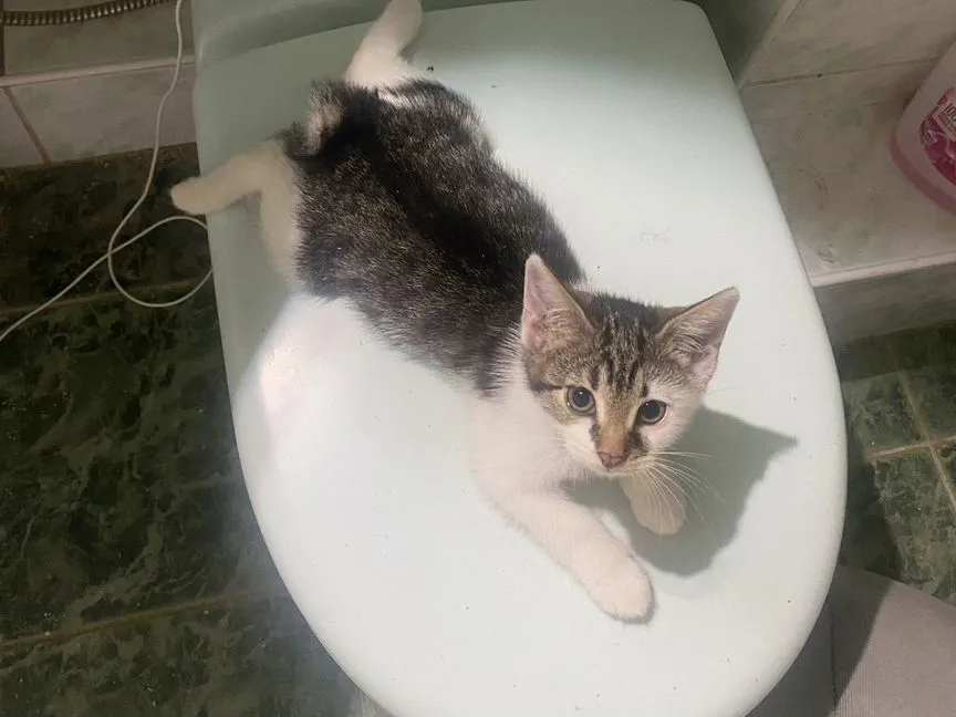 Котенок Микки