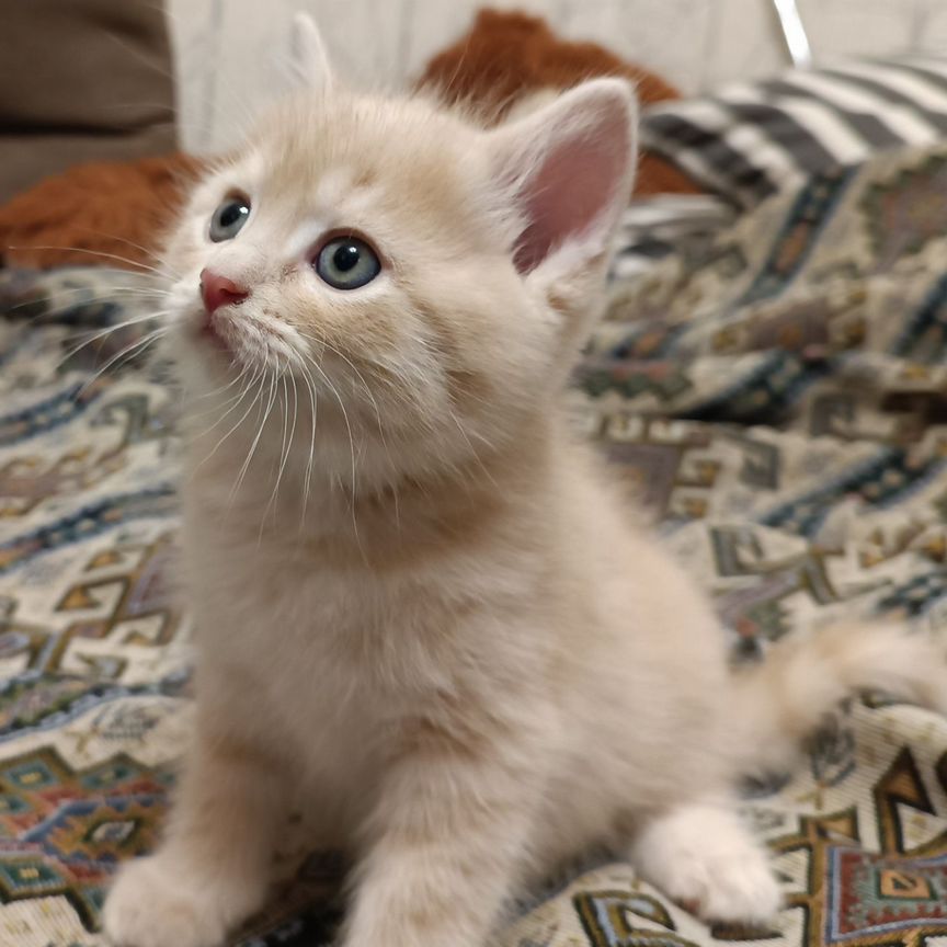 Котята в добрые руки мальчики