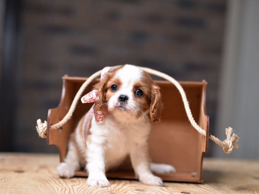 Кавалер кинг чарльз питомник