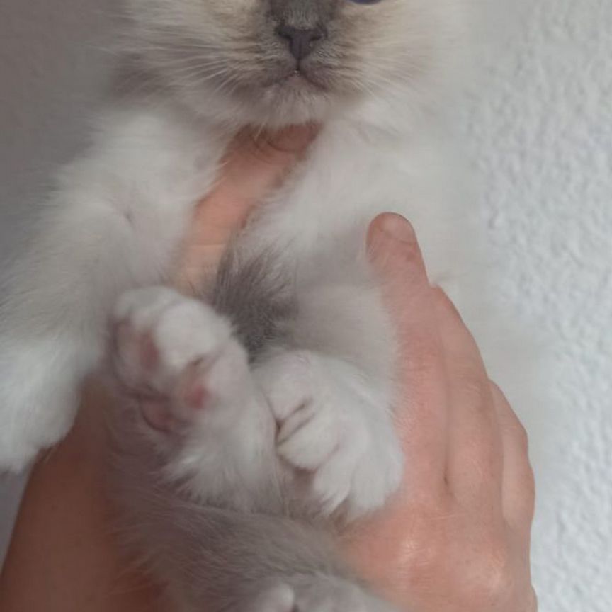 Котята священная бирма питомник