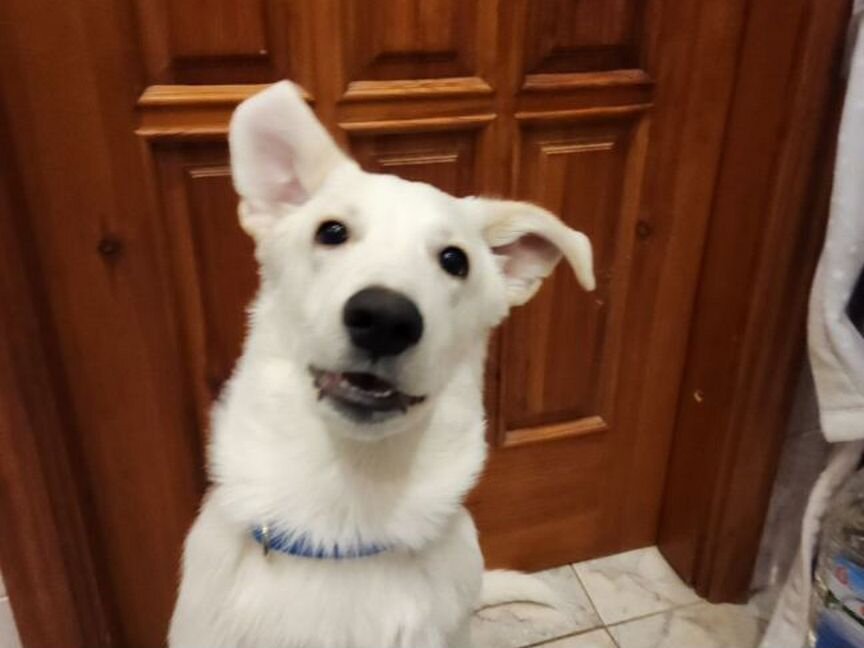 Метиз в добрые руки, молодой