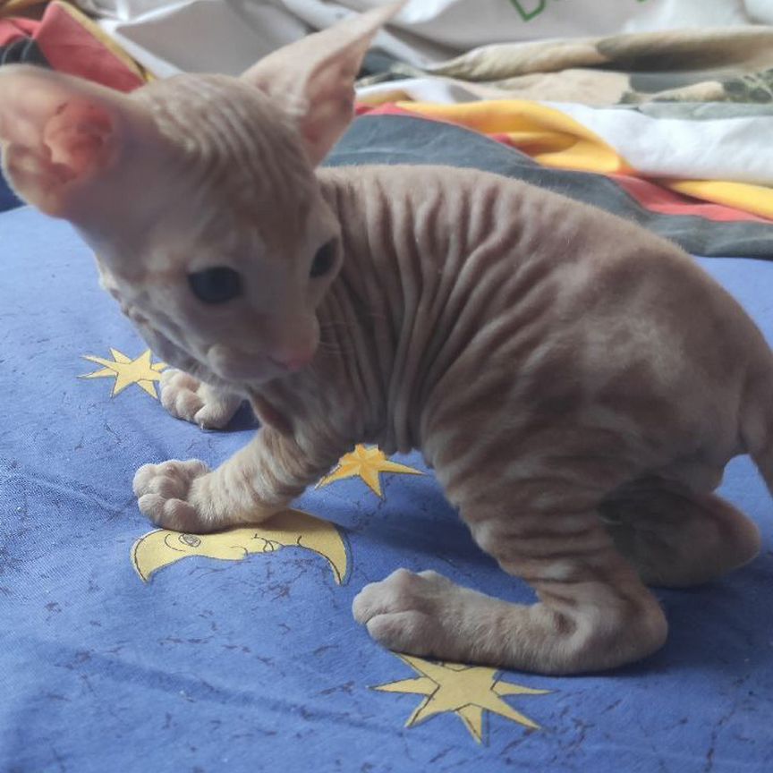 Донской сфинкс котёнок