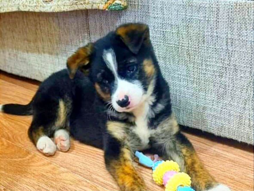 Умный и красивый щенок Митька ищет свою семью