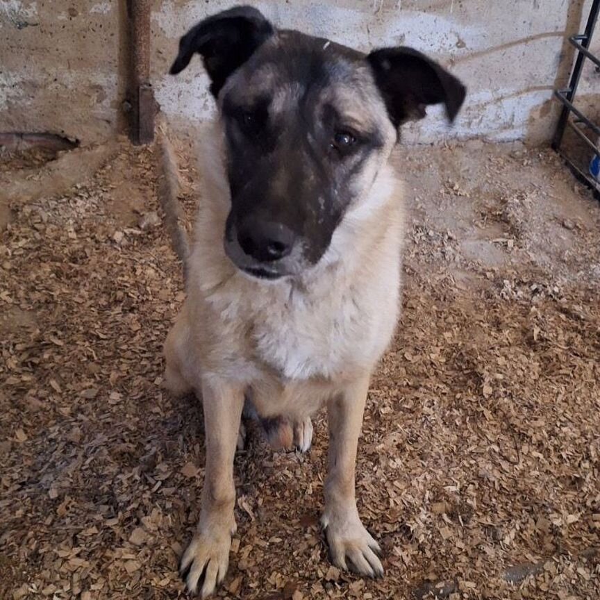 Взрослый пёс в добрые руки