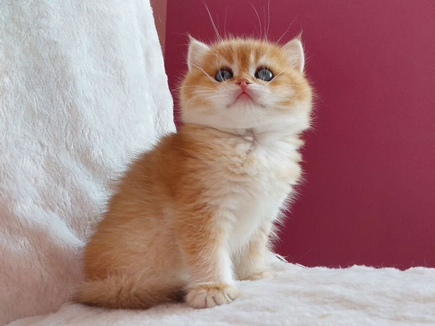 Котик Кубик,золотой бриташка