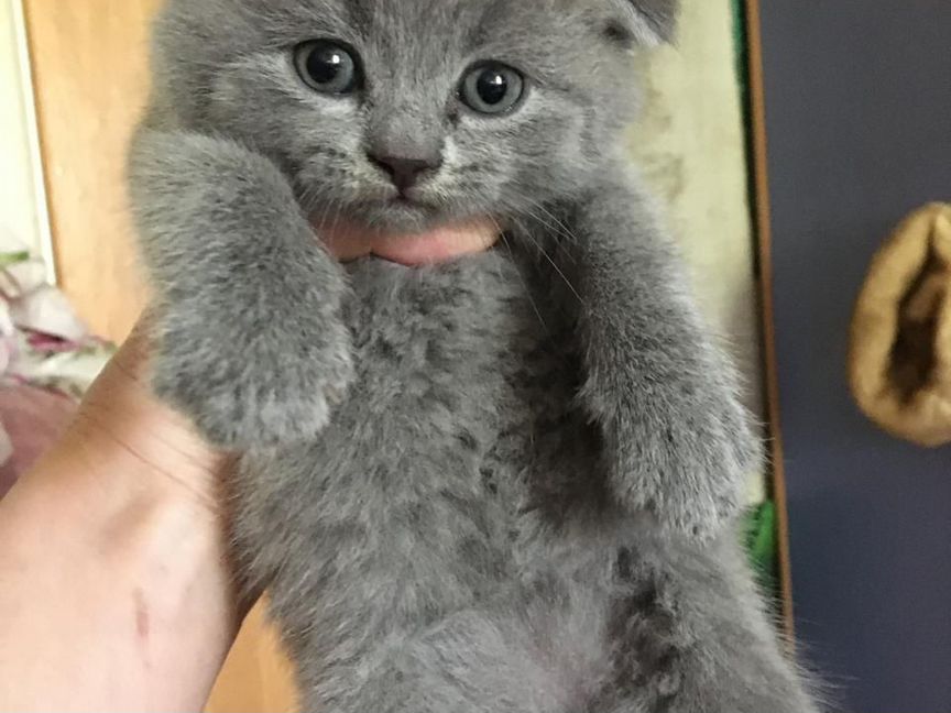Шотландские вислоухие котята