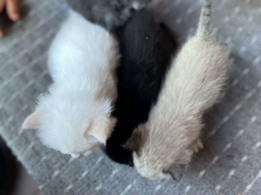 Отдам котят в добрые руки