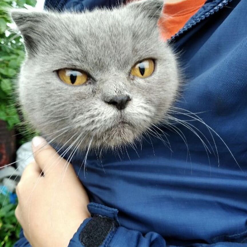 Отдам в добрые руки кошечкк