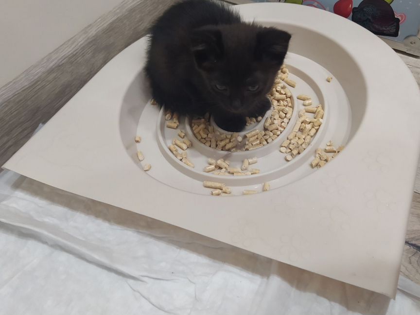 Котенок 1 месяц мальчик