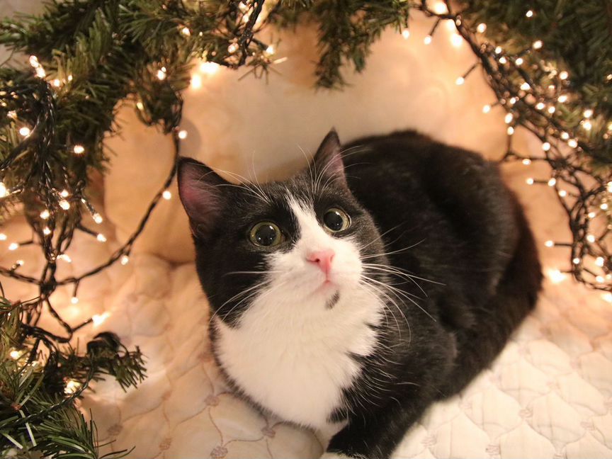 Котенок подросток девочка