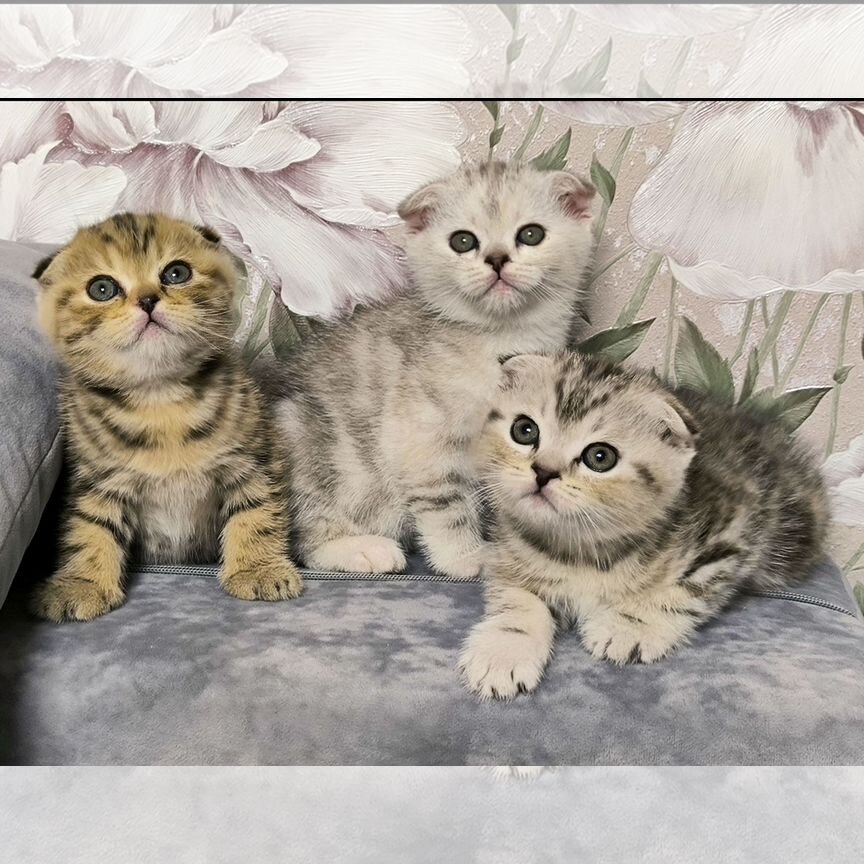 Котята шотландские вислоухие окраса вискас