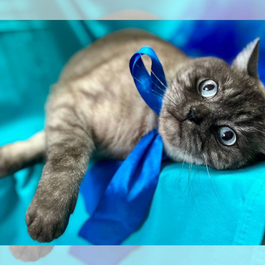 Британский короткошёрстный, взрослый кот