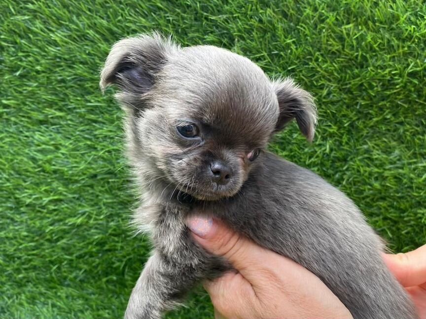 Щенок чихуахуа мальчик