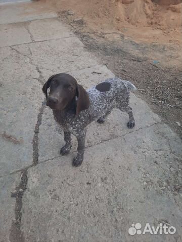 Щенки курцхаара