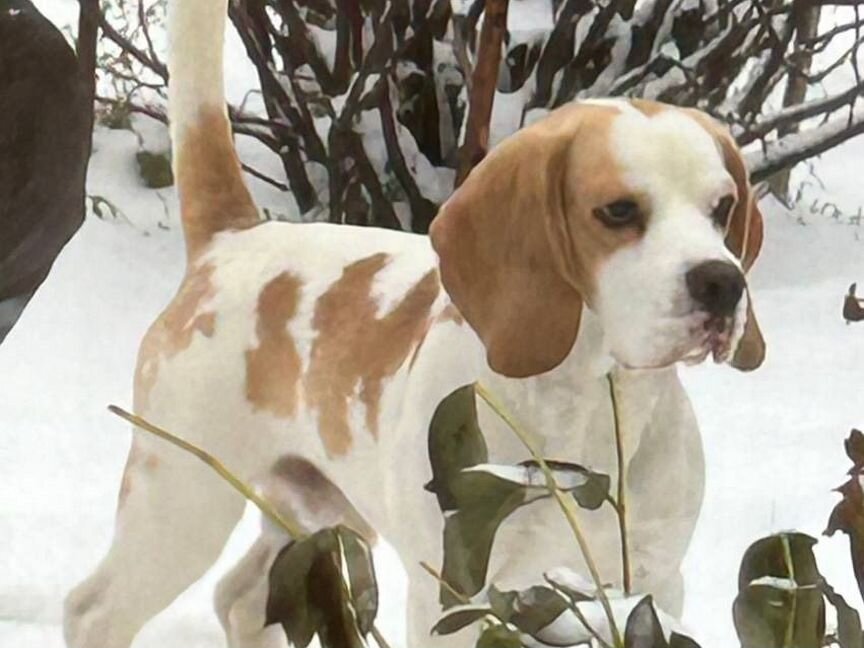 Бигль в добрые руки