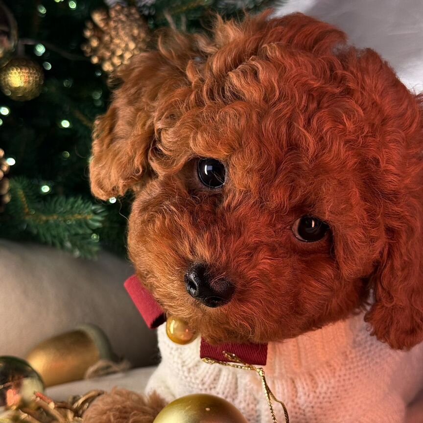 Той-пудель, щенок