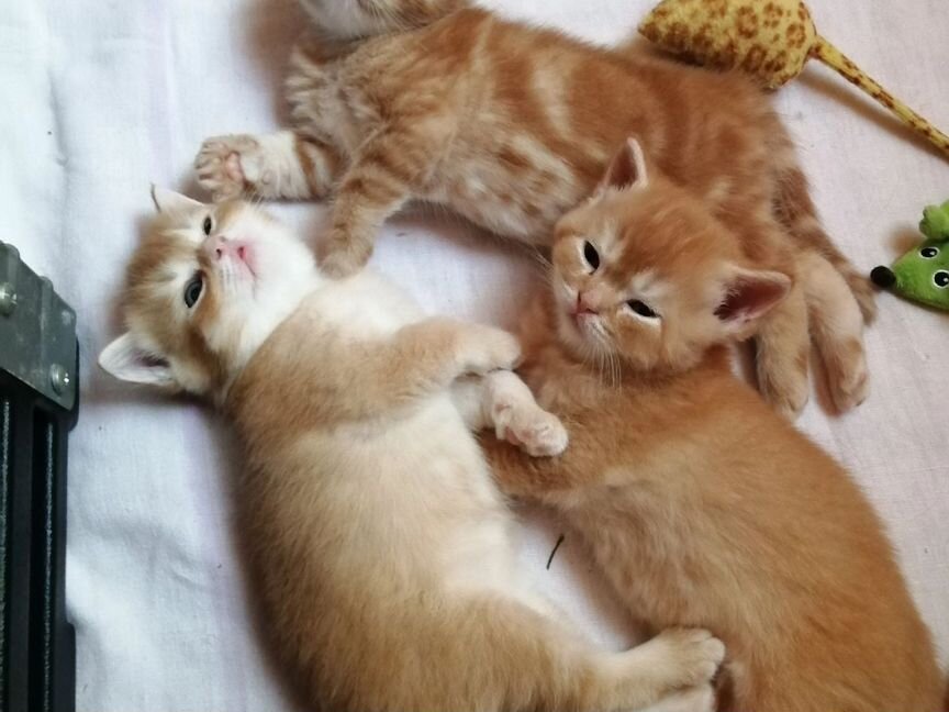 Шотландские котята
