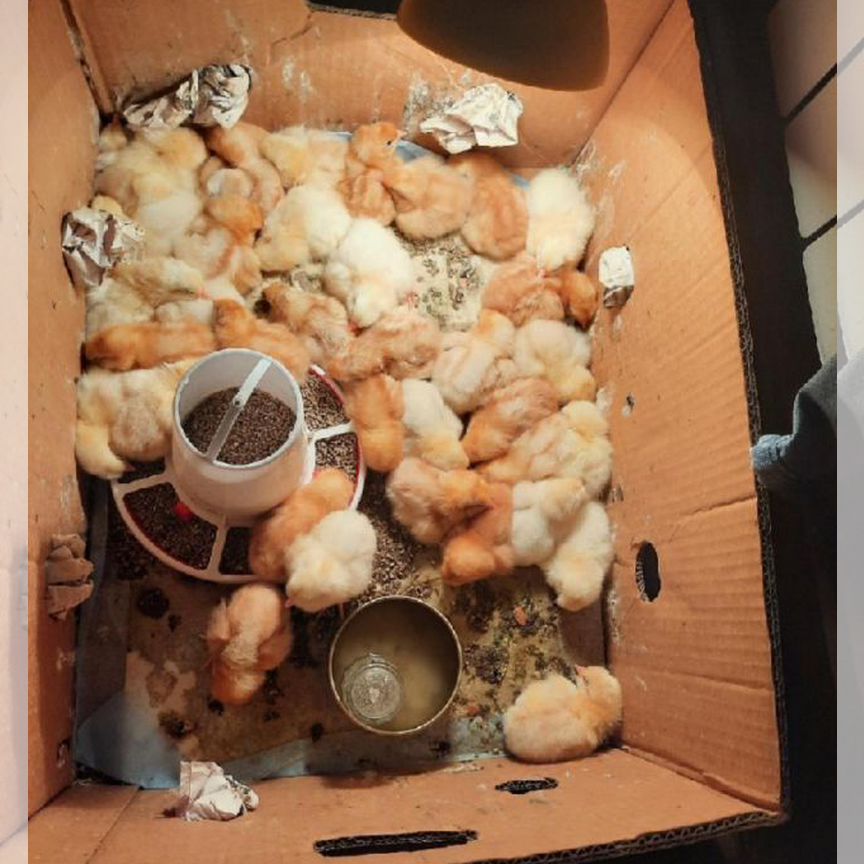 Продам цыплят