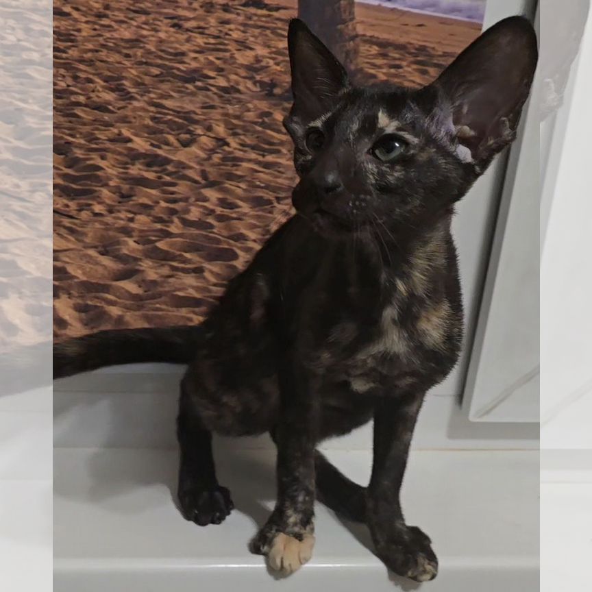 Ориентальный котёнок