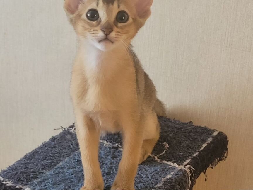 Абиссинские котята дикий окрас