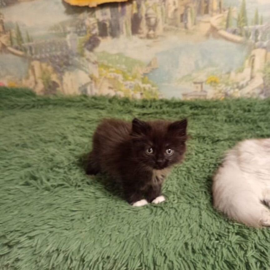 Продам котенка