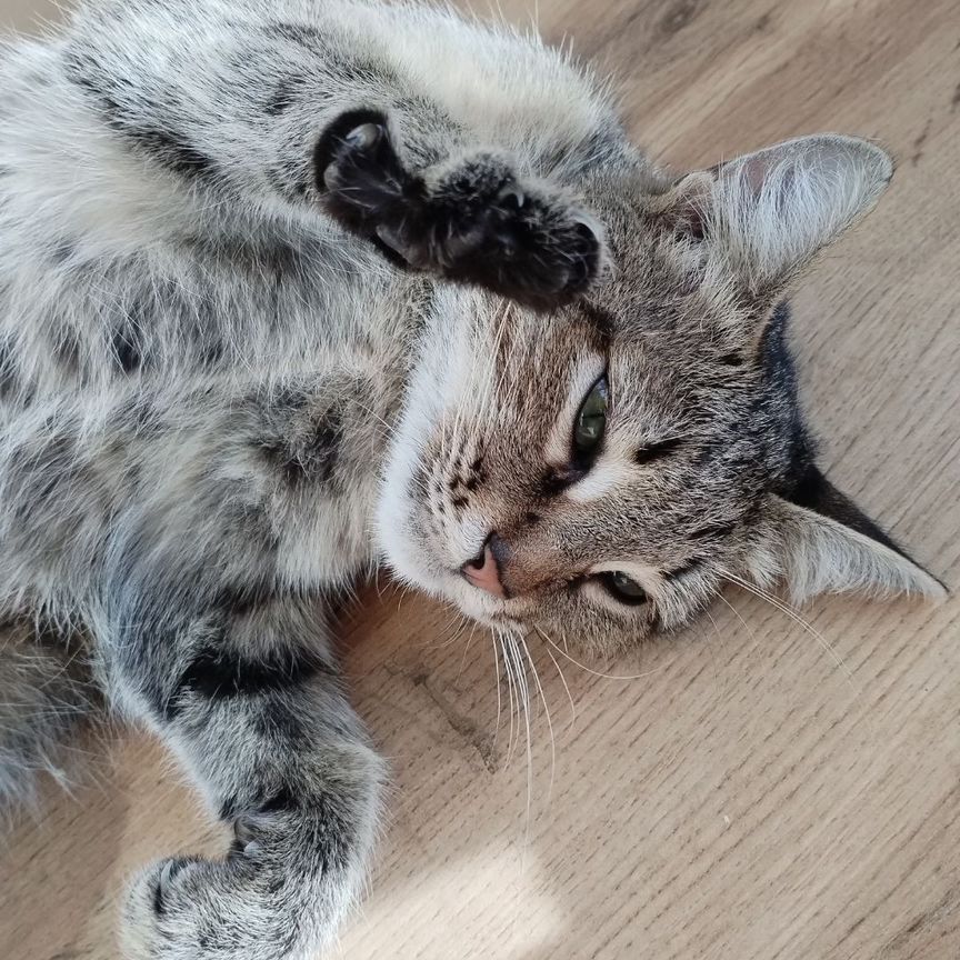 Ручная кошечка