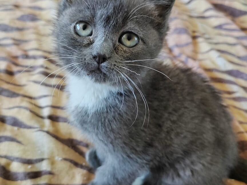 Милая Дымка