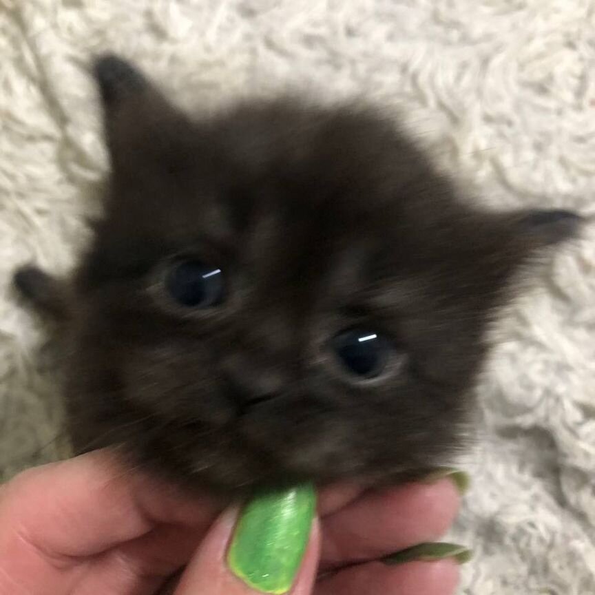 Шотландские котята в добрые руки