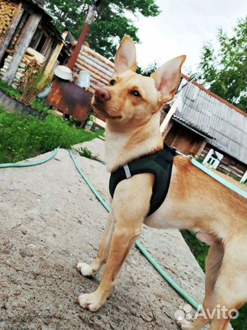 Русский той-терьер