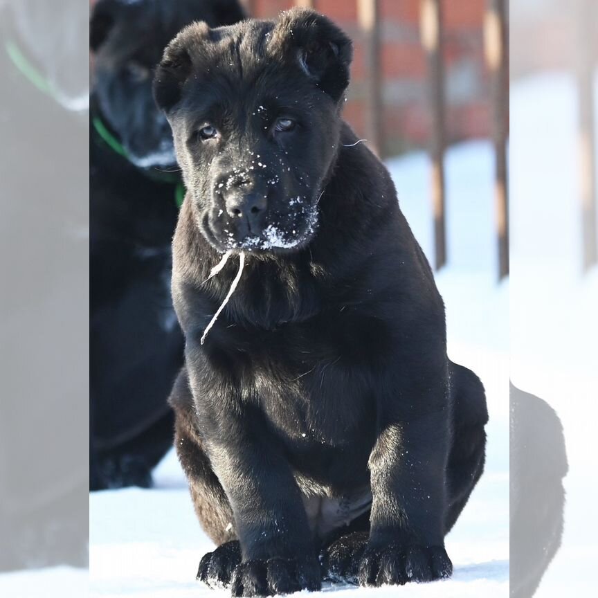 Среднеазиатская овчарка, щенок