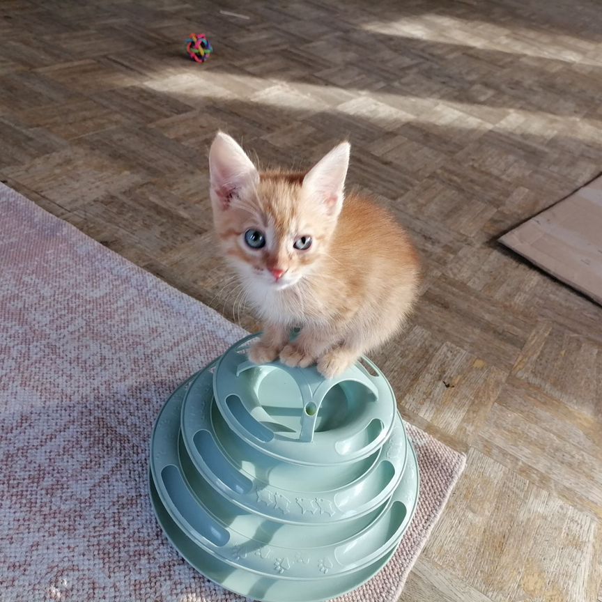 Рыжее счастье в дом