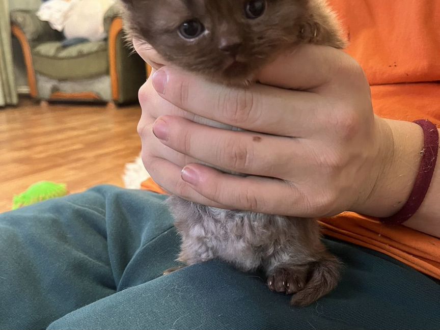 Шотладские котята