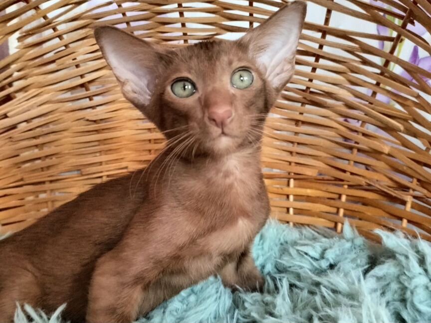 Ориентальная