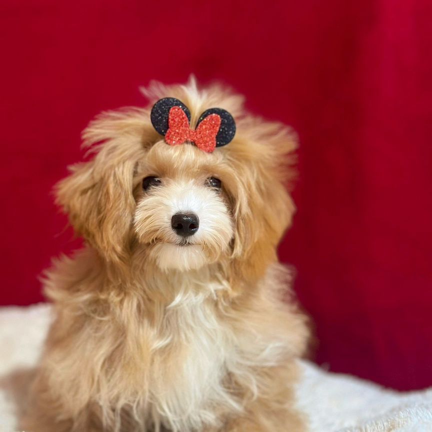 Мальтипу мини