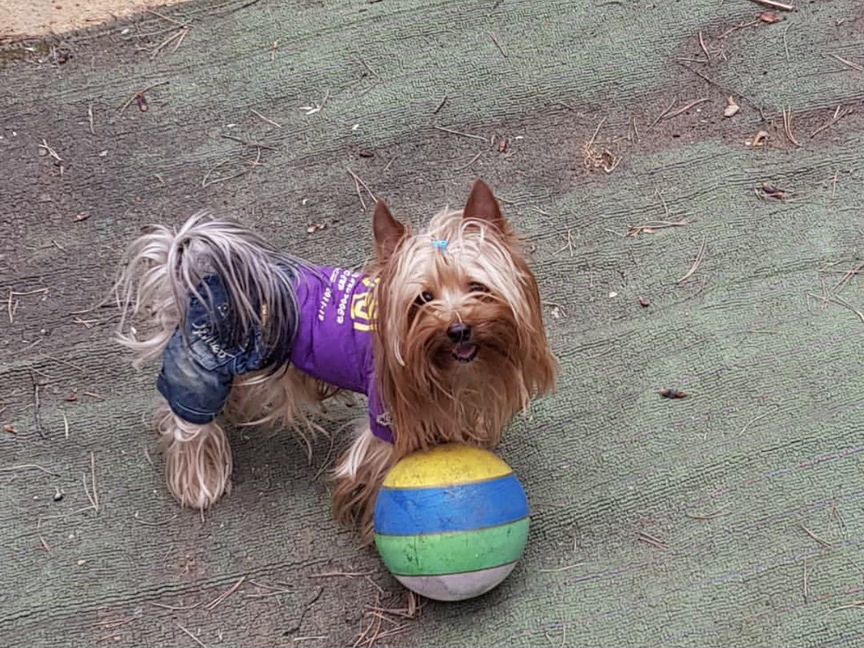 Йоркширский терьер