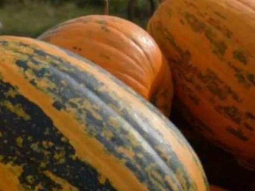 Тыква кормовая