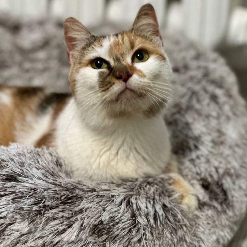 Кошка бесплатно в добрые руки