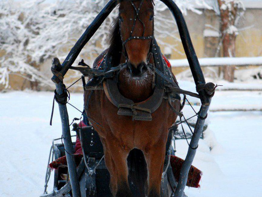 Продам Конные Сани