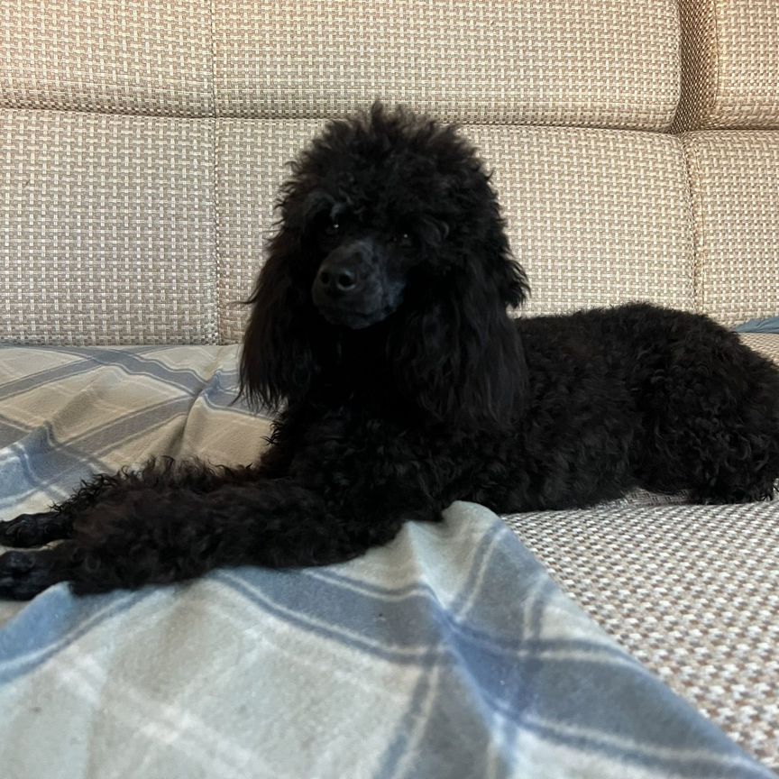 Той-пудель мальчик