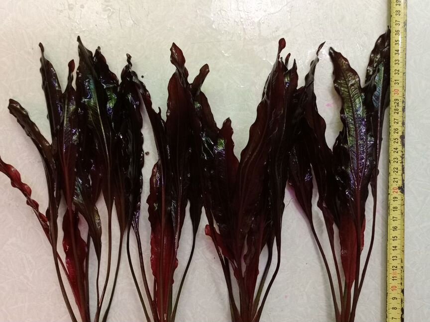 Эхинодорус мичуринец