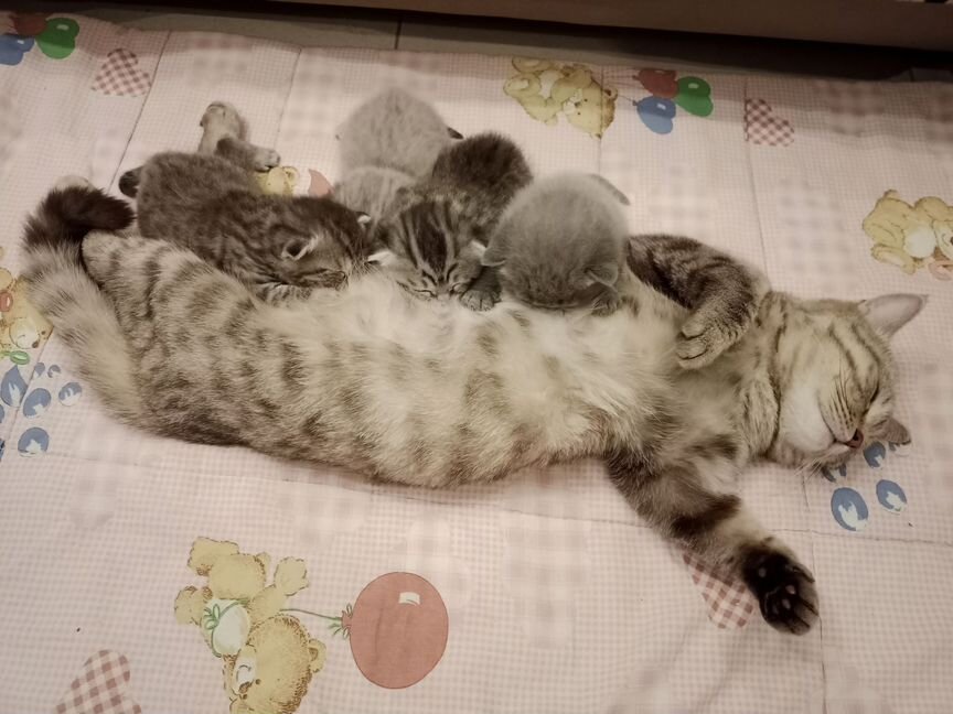 Шотландские котята