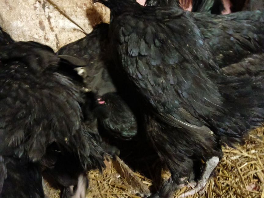 Молодки маран